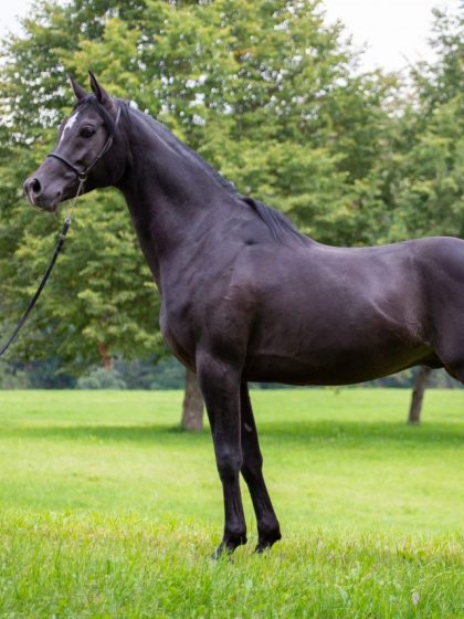 9 Most Popular German Horse Breeds - Horse Squad